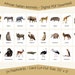 24 African Safari Animal Flashcards for Toddlers Preschool Montessori ...