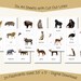 24 African Safari Animal Flashcards for Toddlers Preschool Montessori ...