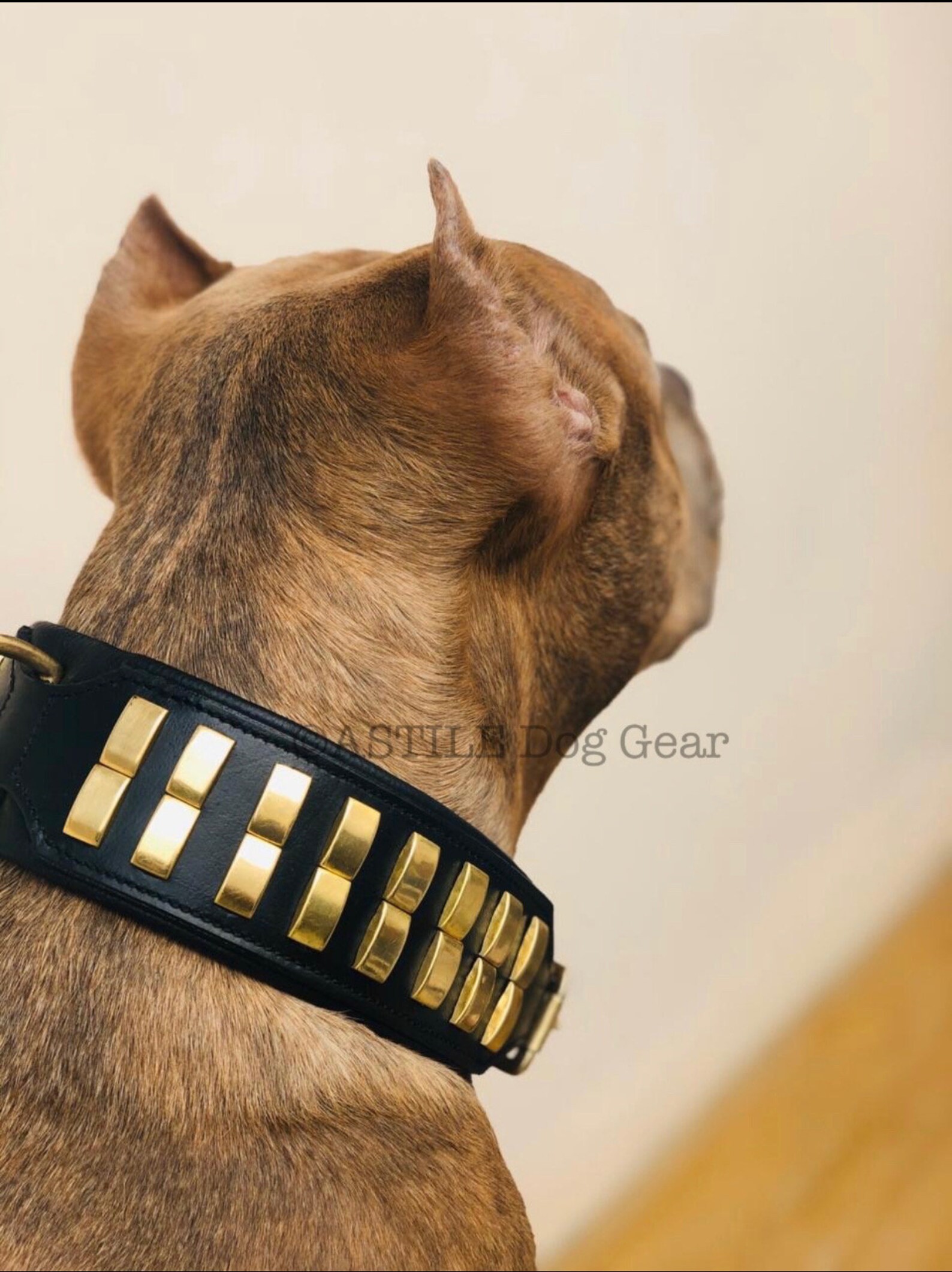 Leather Dog Collar Studded Big Dogs Bully Collar 2'' | Etsy