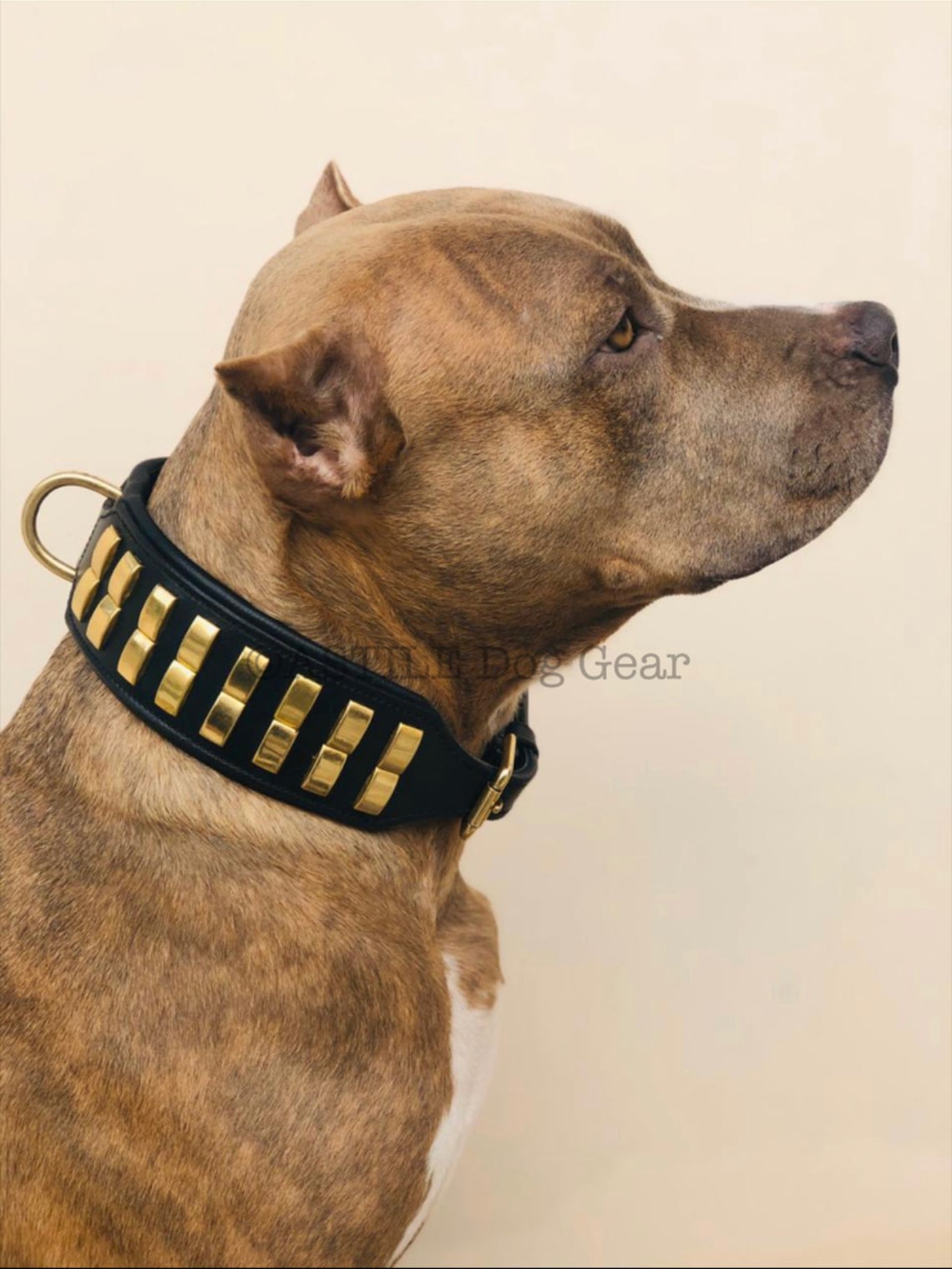 Leather Dog Collar Studded Big Dogs Bully Collar 2'' | Etsy