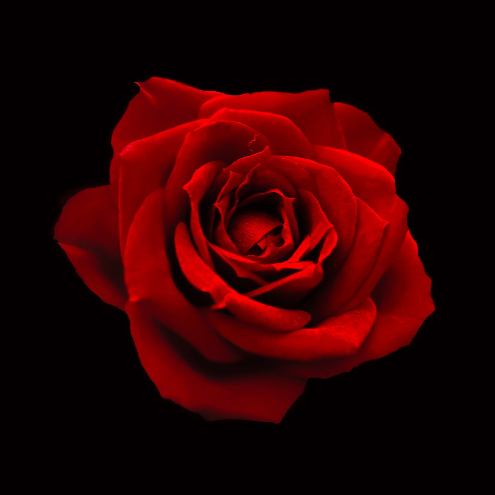 Red Rose - Etsy