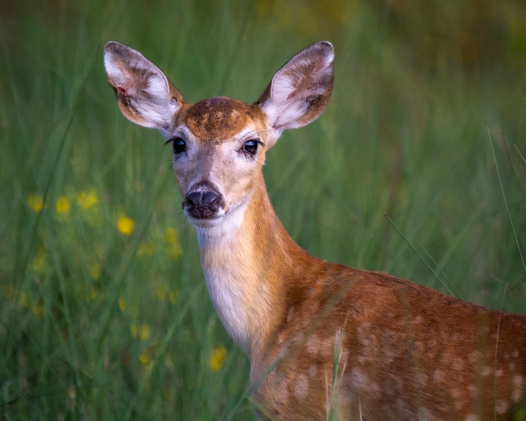 Deer in Brush - Etsy