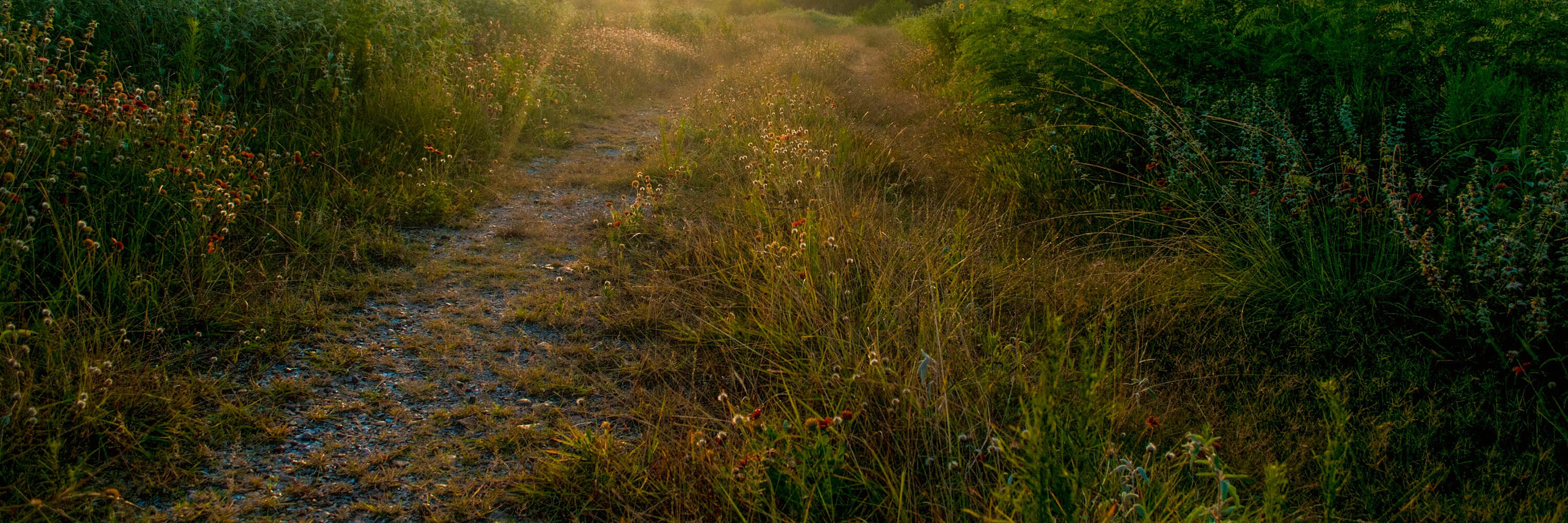 Trail With Sunlight - Etsy