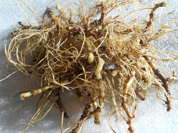 Wild Ginger Root
