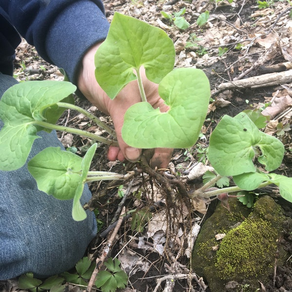 Wild Ginger Plant - Etsy