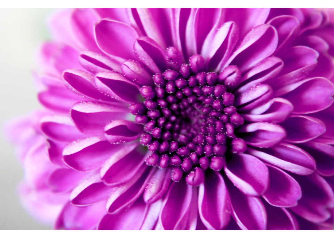 Large Purple Flower Photo | Bright Botanical Art | Minimal Floral Wall ...