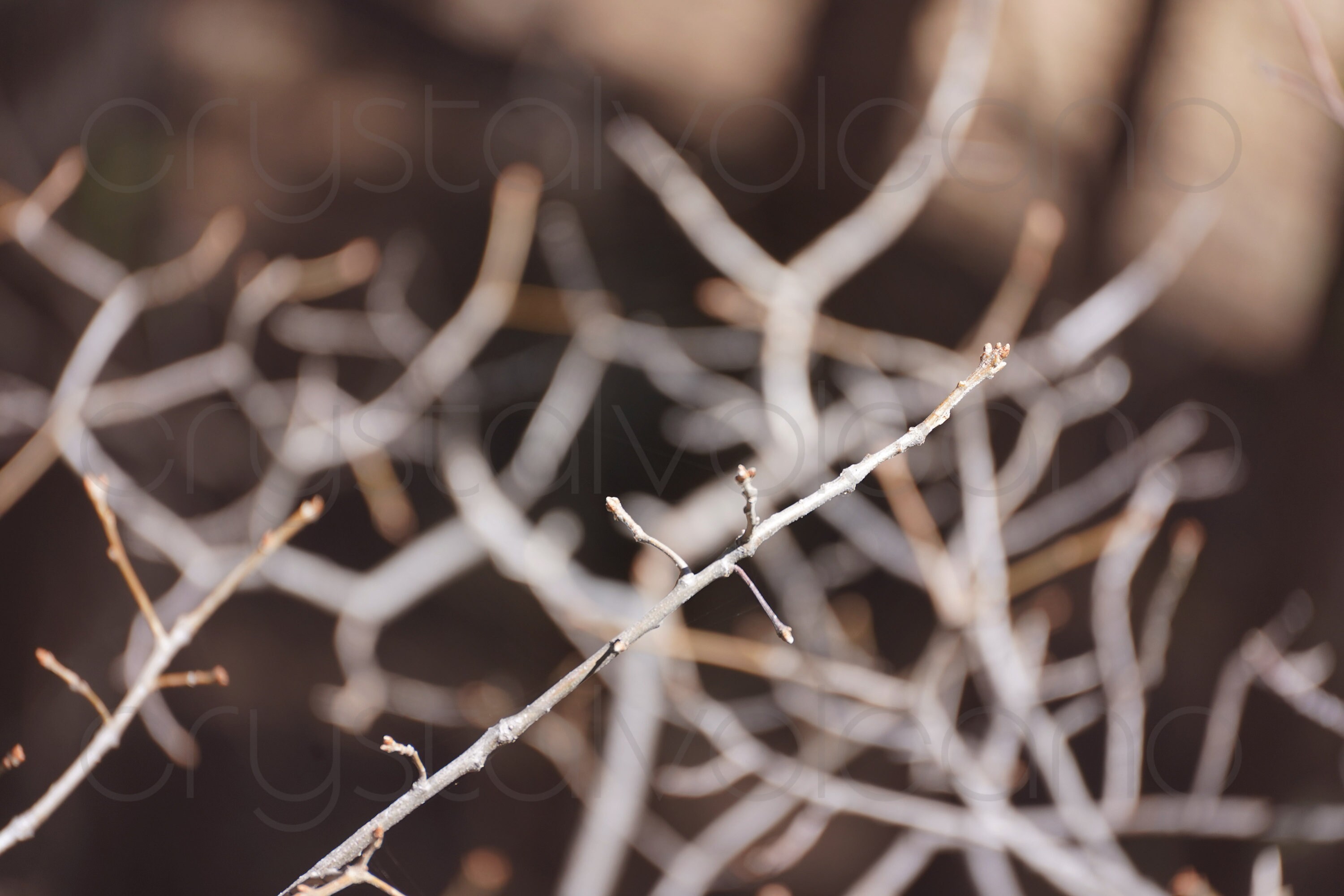 Tree Branches Print Abstract Nature Art Twigs Art Print | Etsy