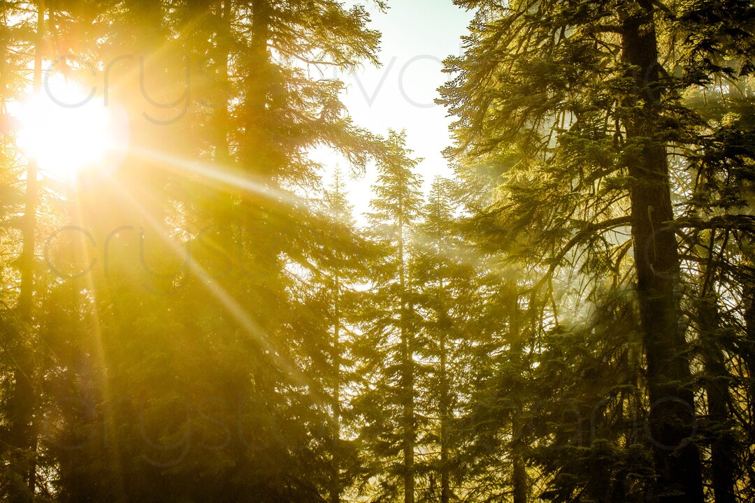 Sunlit Pine Trees Photograph, Sequoia Forest Print, Mountain Landscape ...