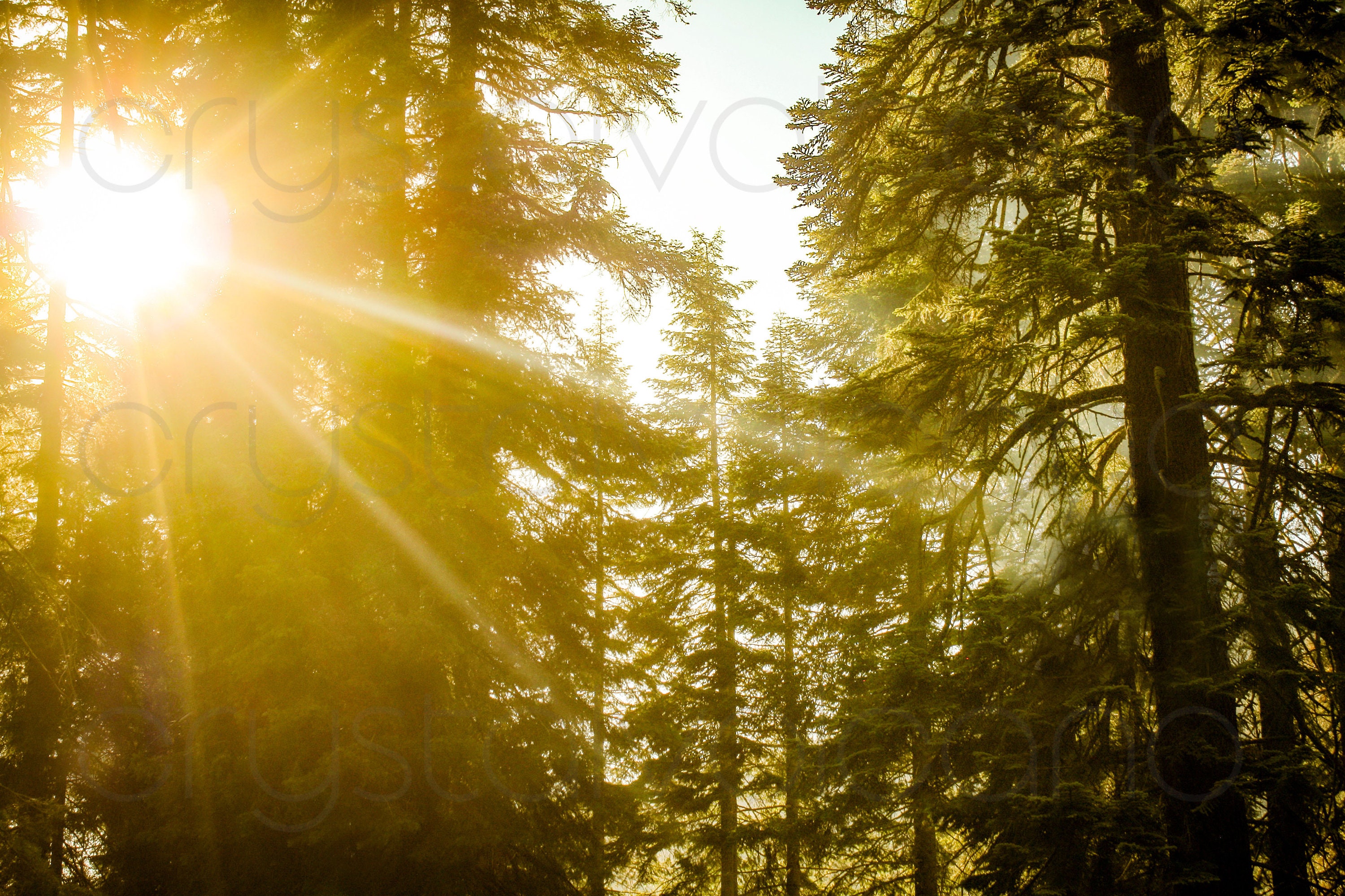 Sunlit Pine Trees Photograph Sequoia Forest Print Mountain - Etsy