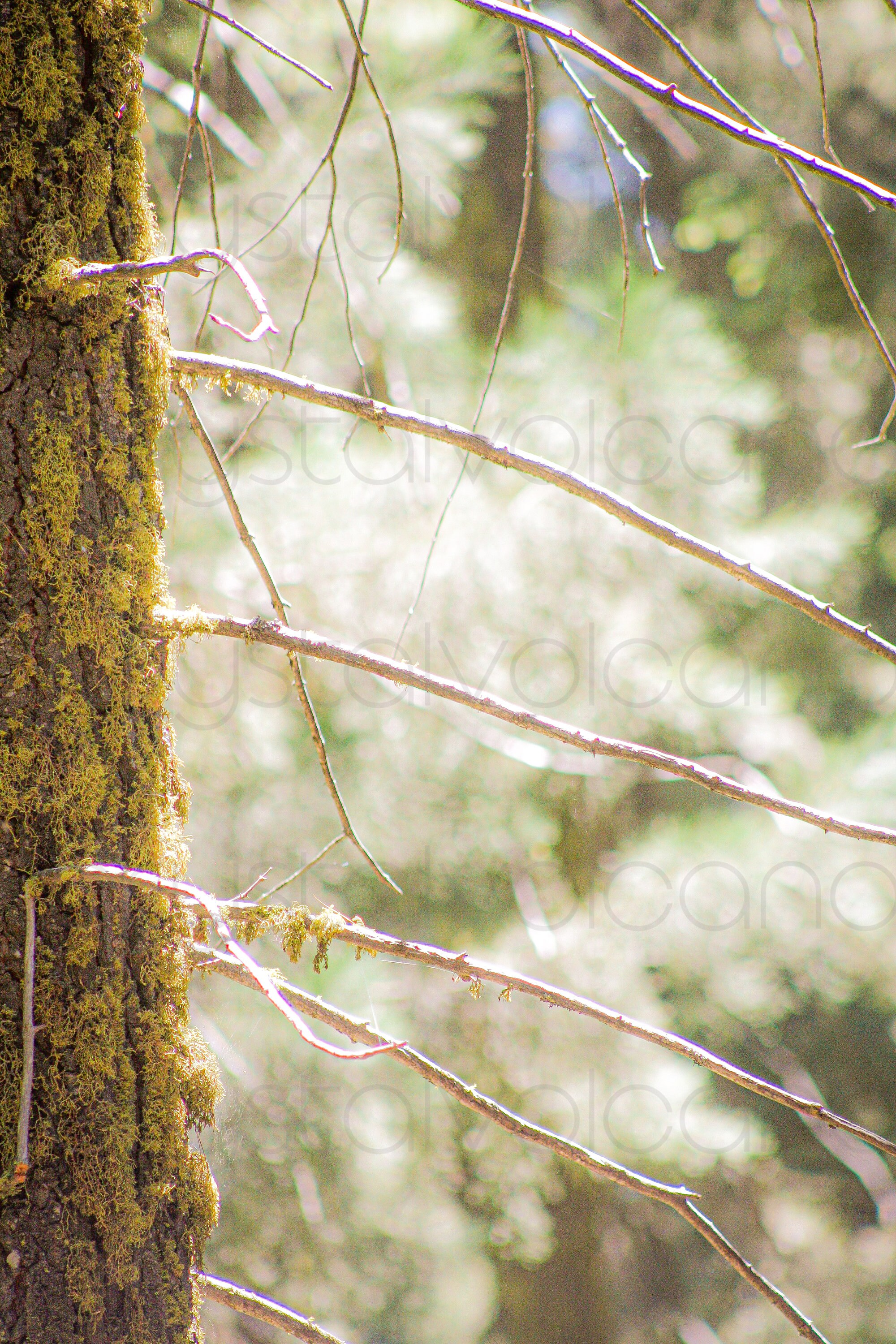 Pine Tree Fine Art Print Forest Photography Mountain | Etsy