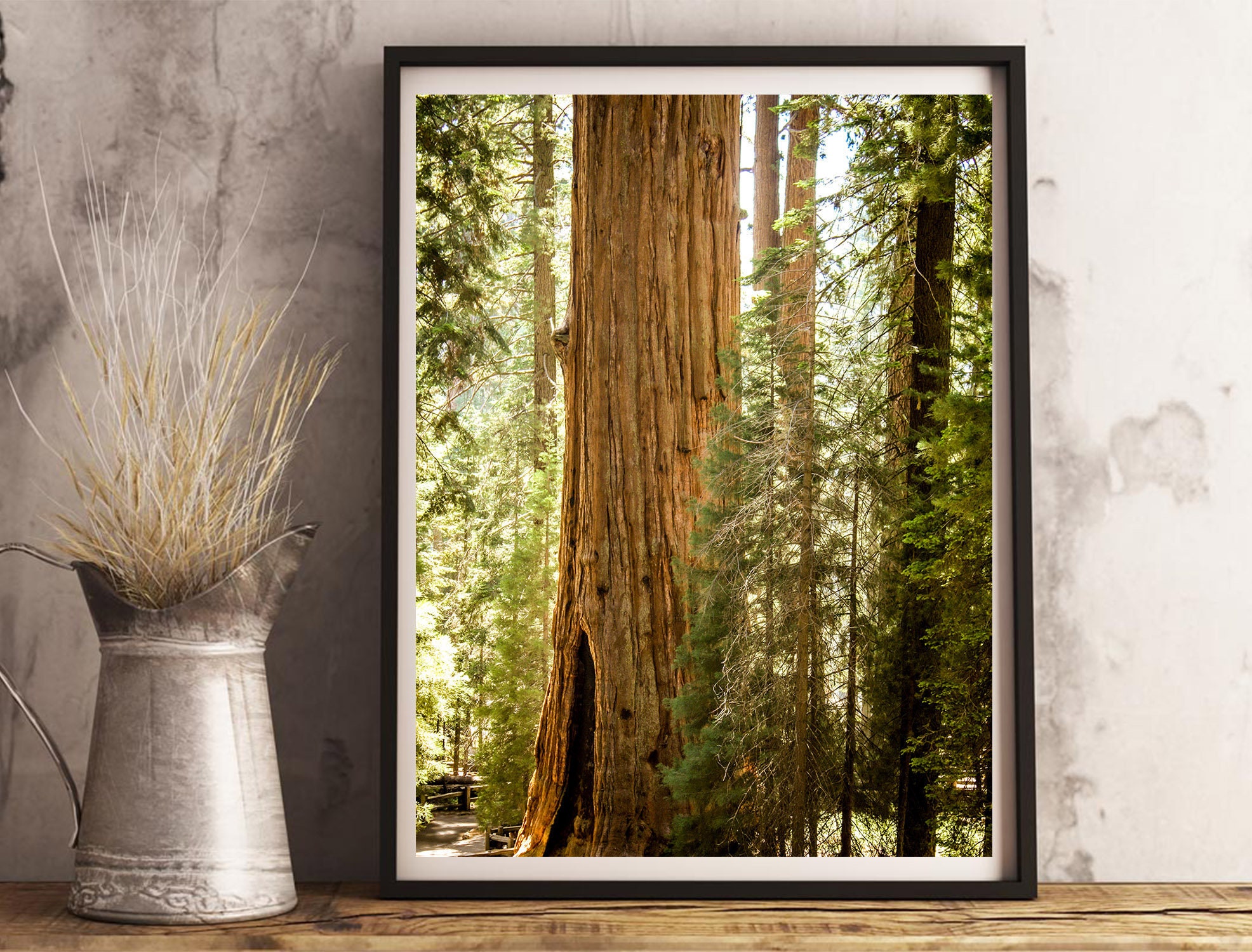 Tall Sequoia Tree Photograph Redwood Forest Print Mountain | Etsy