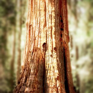 Forest Wall Art, Set of Two Tree Prints, Tall Redwood Tree Print, Pine ...