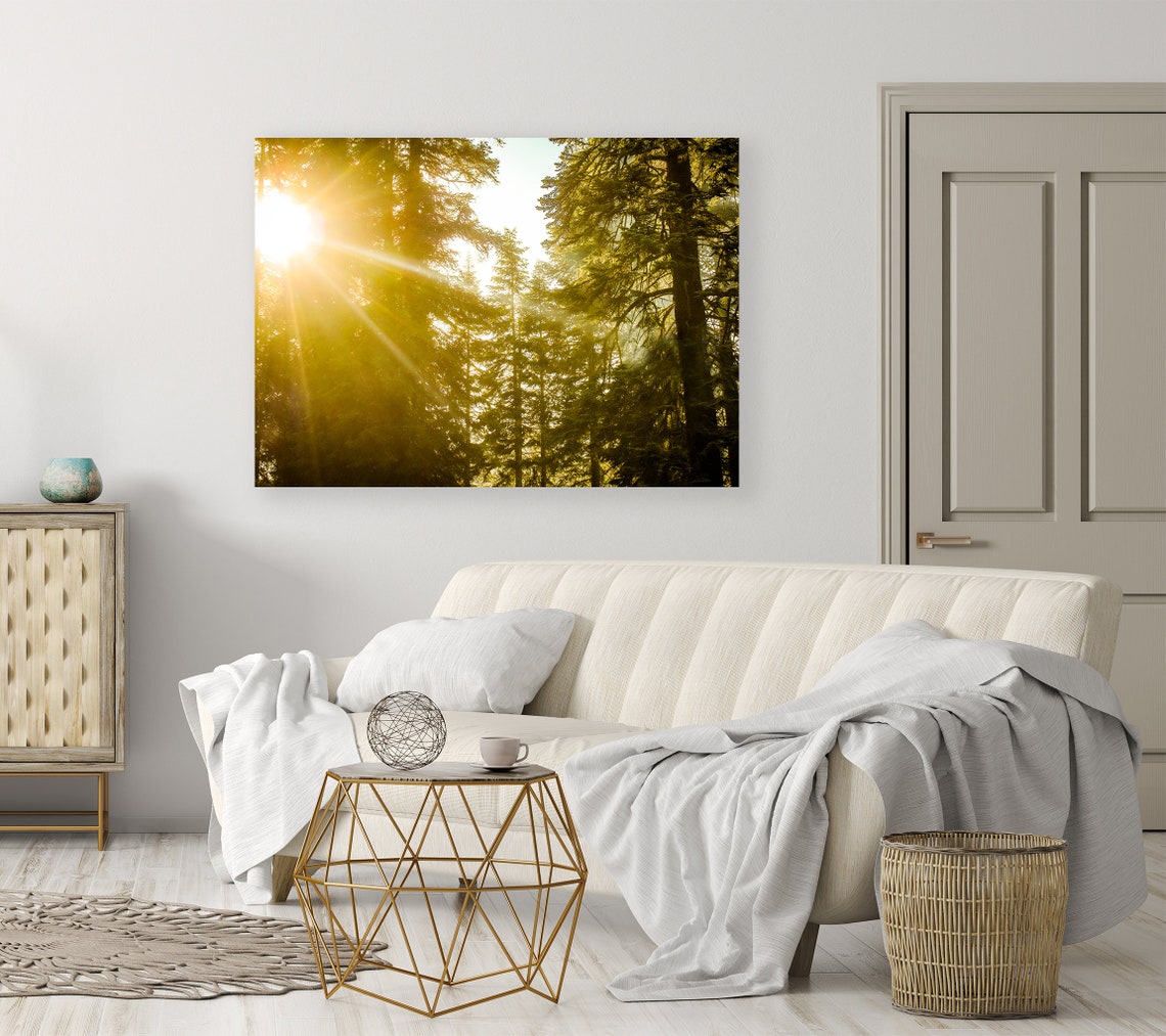 Sunlit Pine Trees Photograph Sequoia Forest Print Mountain - Etsy
