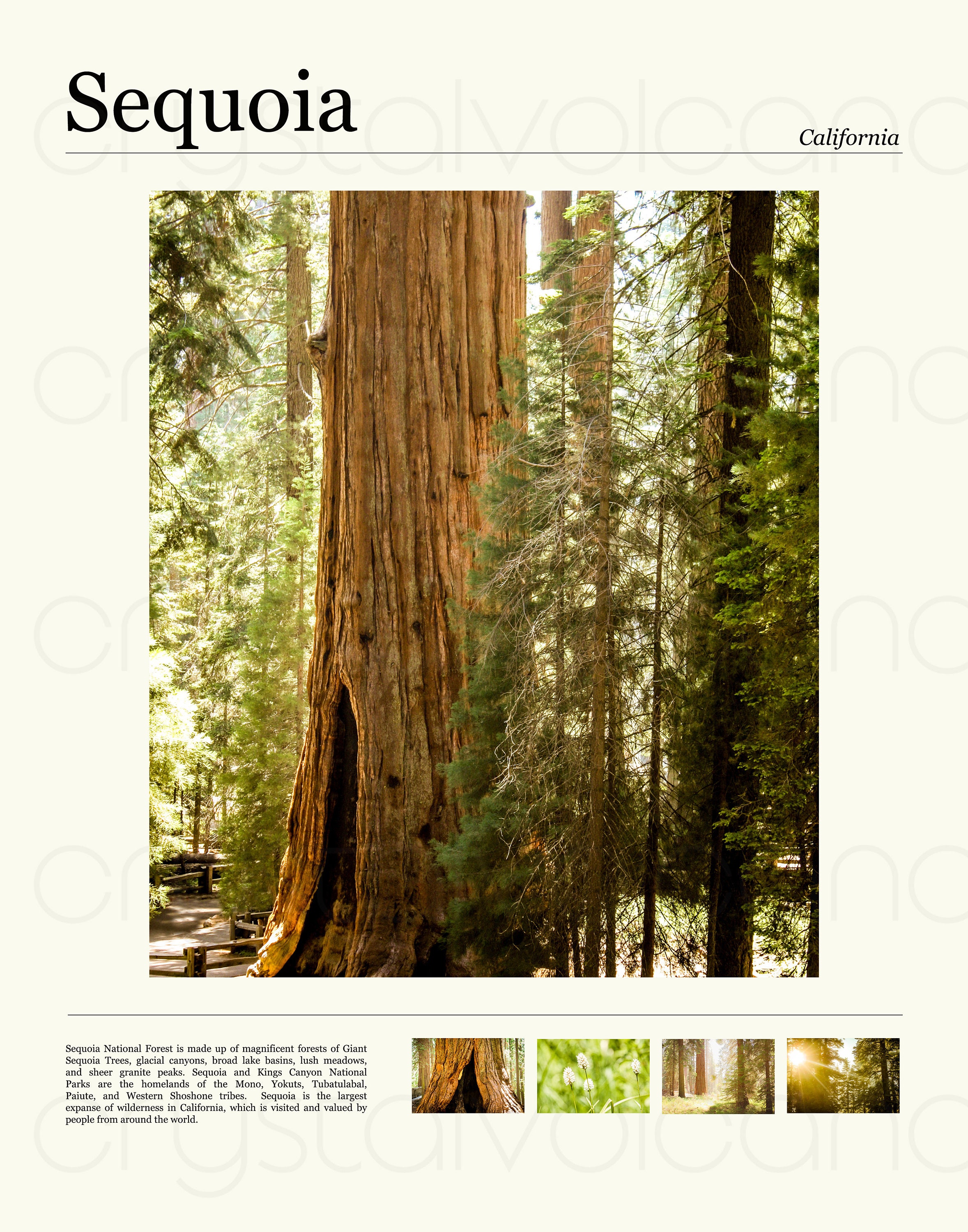 Sequoia National Park Poster Sequoia Tree Poster Sequoia - Etsy
