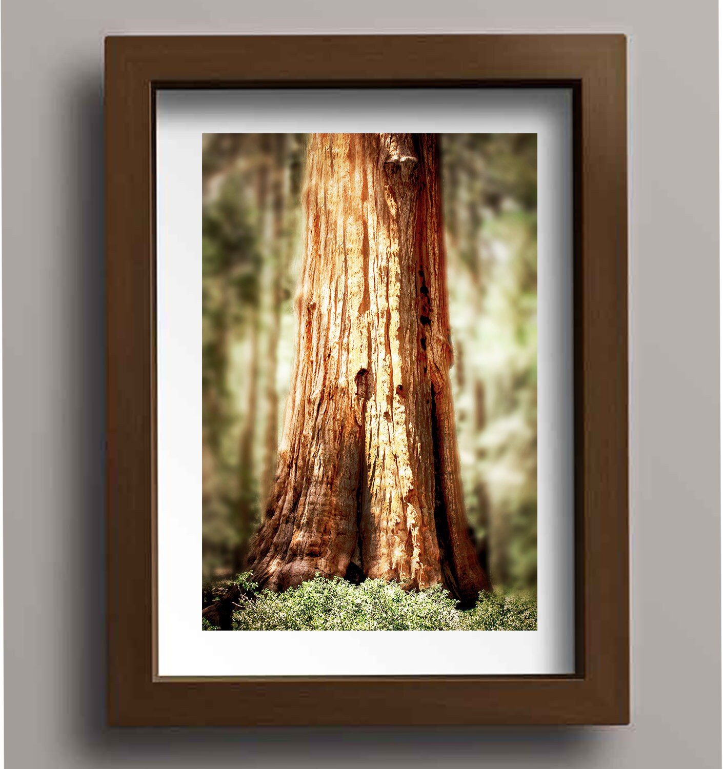 Giant Sequoia Tree Photograph | Large Redwood Tree Print | Forest Wall ...