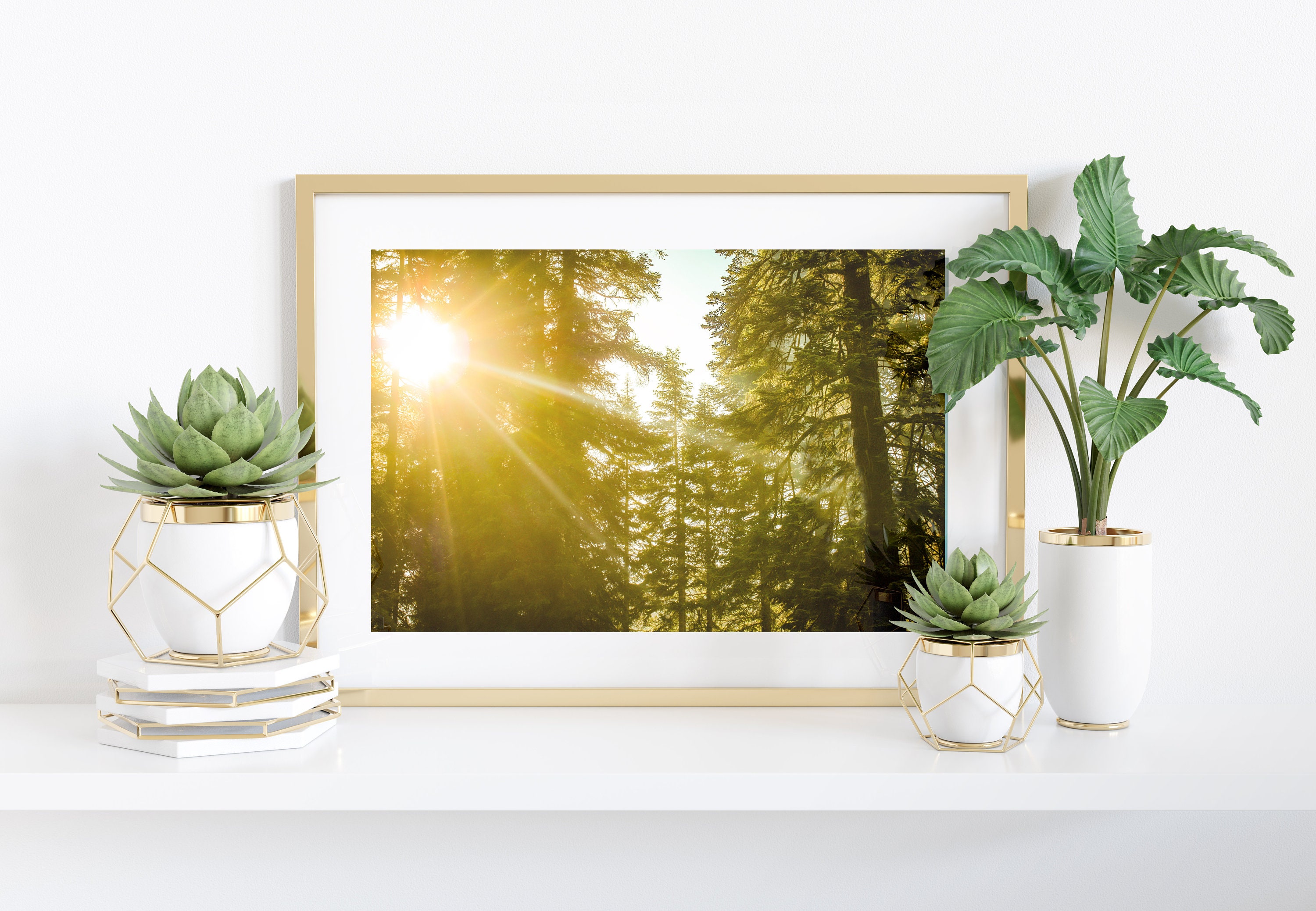 Sunlit Pine Trees Photograph Sequoia Forest Print Mountain - Etsy