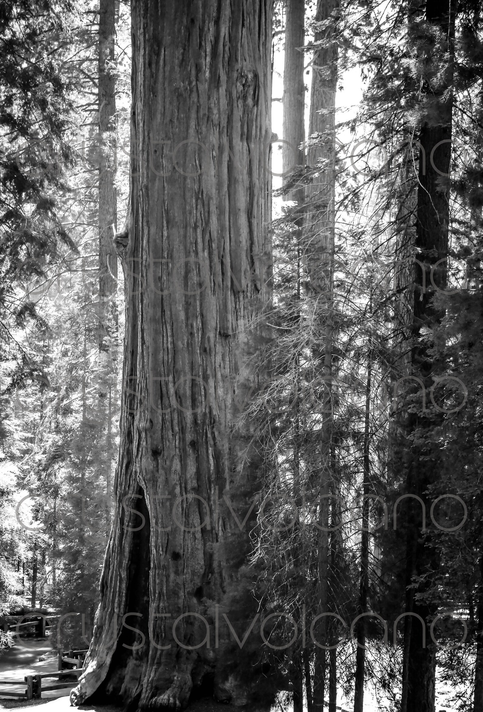 Tall Sequoia Tree Photograph Redwood Forest Print Mountain | Etsy