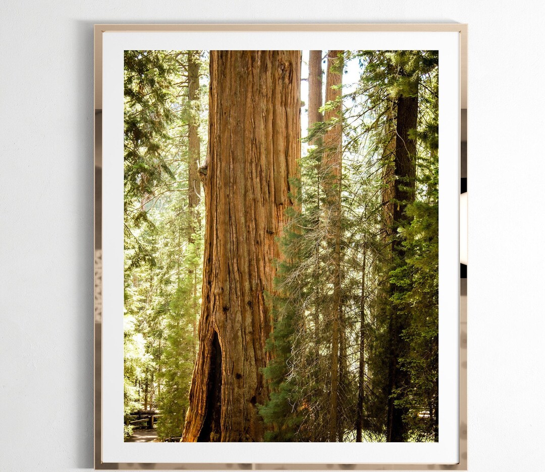 Tall Sequoia Tree Photograph, Redwood Forest Print, Mountain Landscape ...