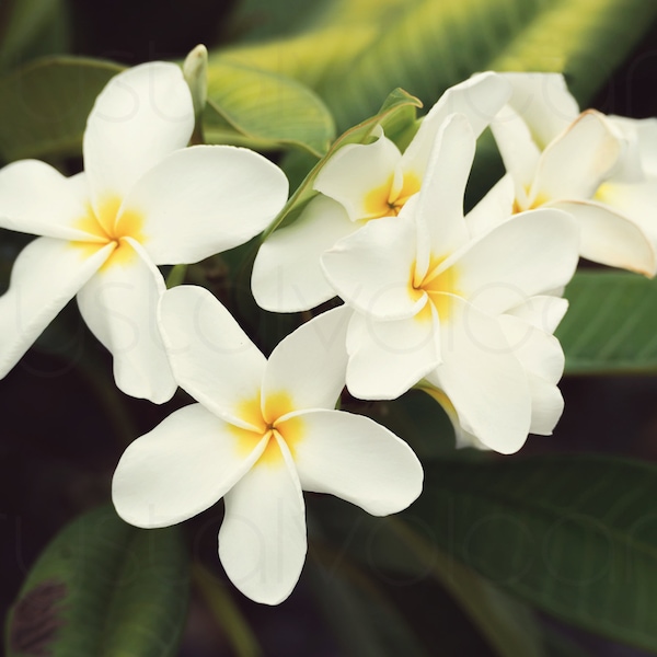 White Plumeria - Etsy