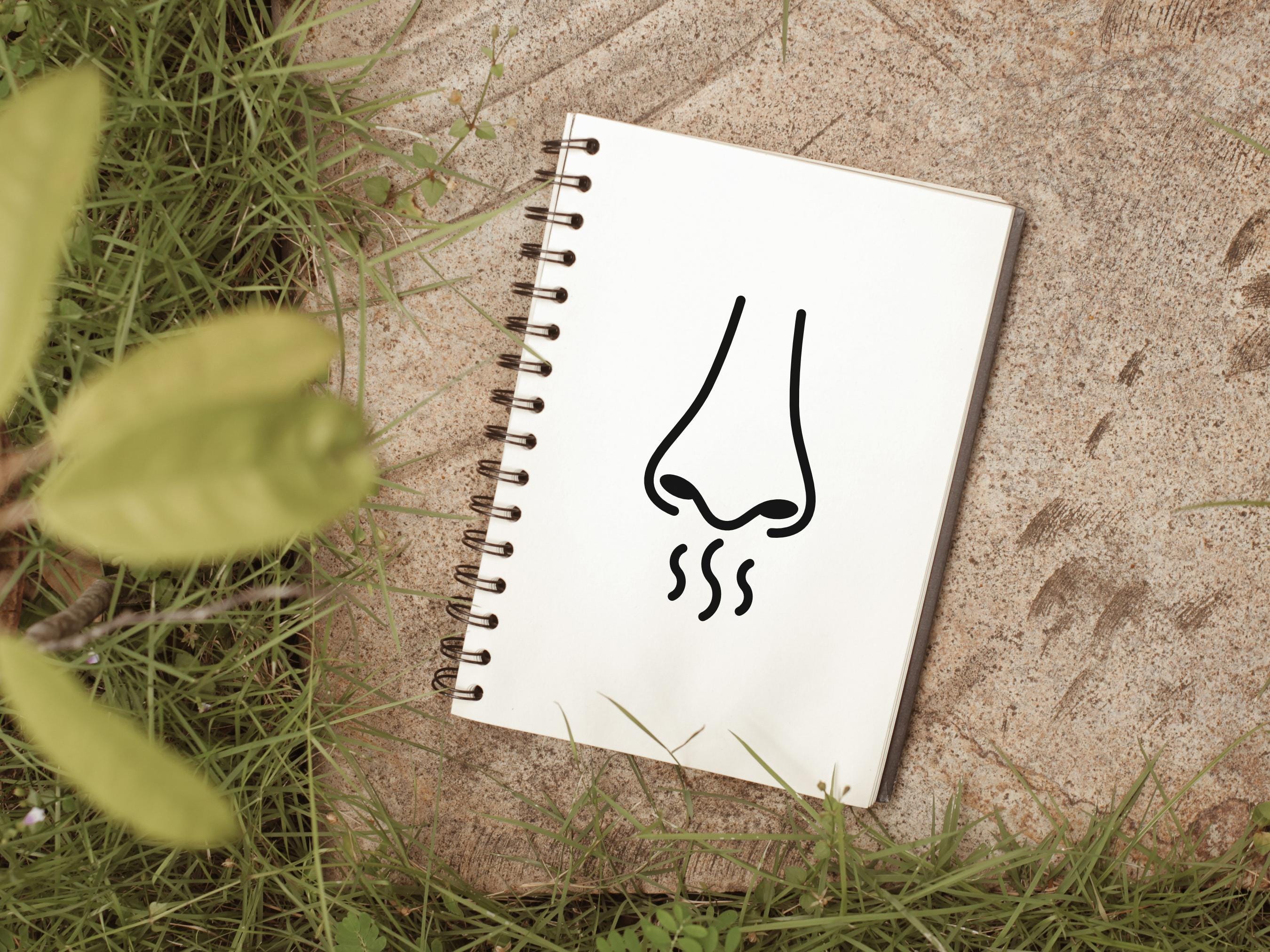 Nase Riechen Clipart Menschlichen Männlichen Nase Stock Vektor Art