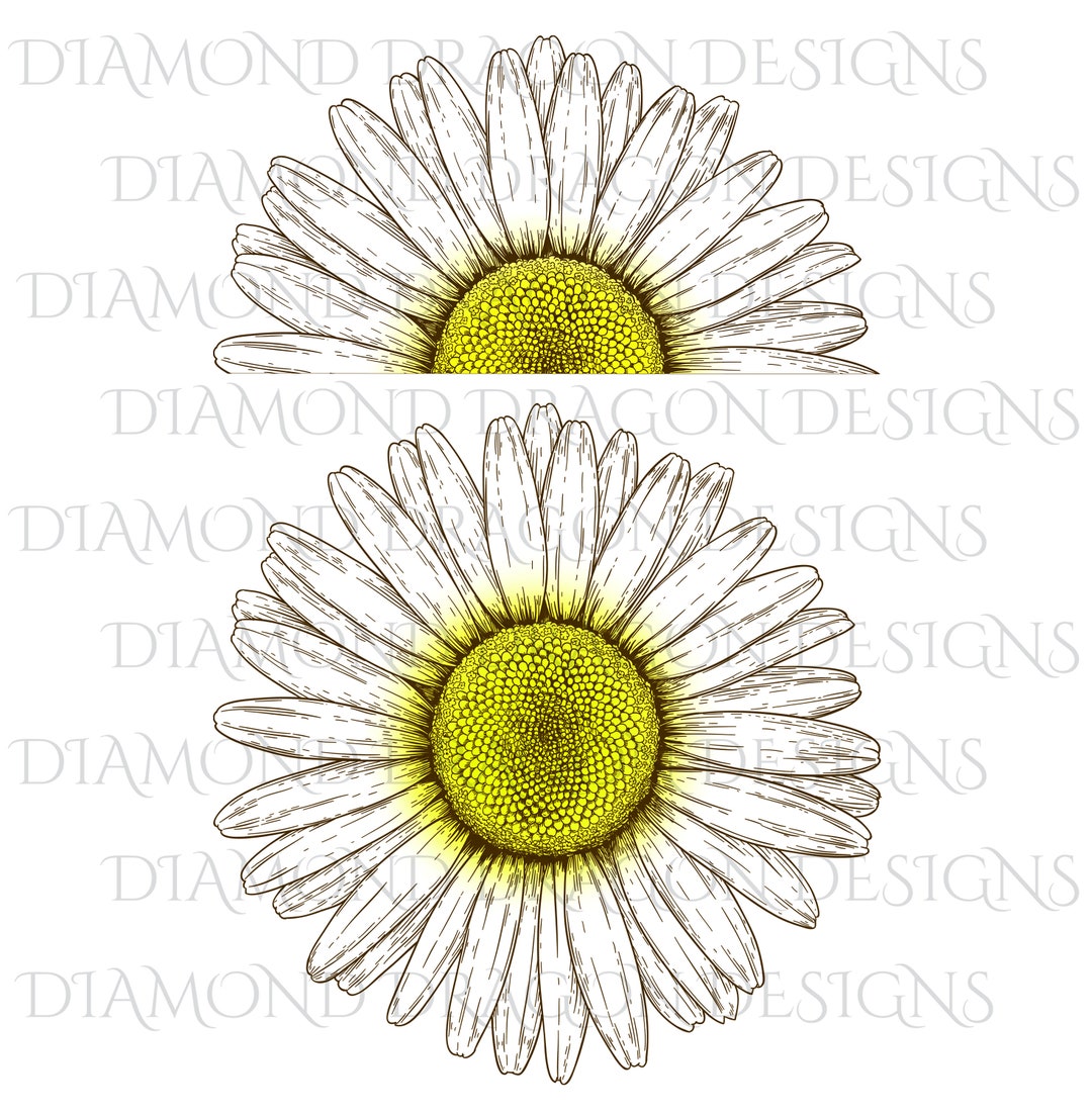 Whole Daisy, Half Daisy, Vintage Daisy, Daisy Flower, 2 Image Bundle ...