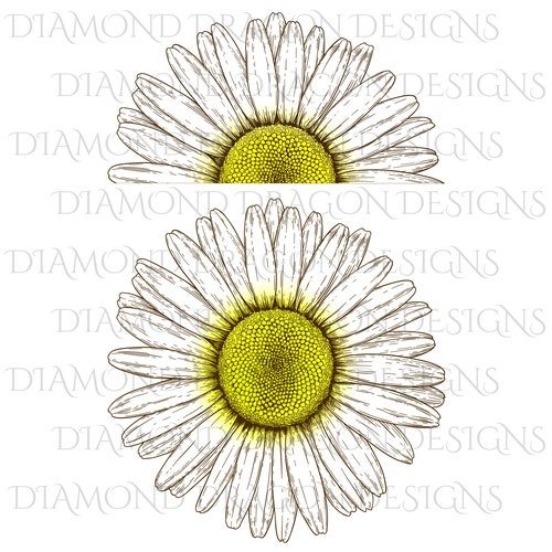 Whole Daisy Half Daisy Vintage Daisy Daisy Flower 2 Image - Etsy