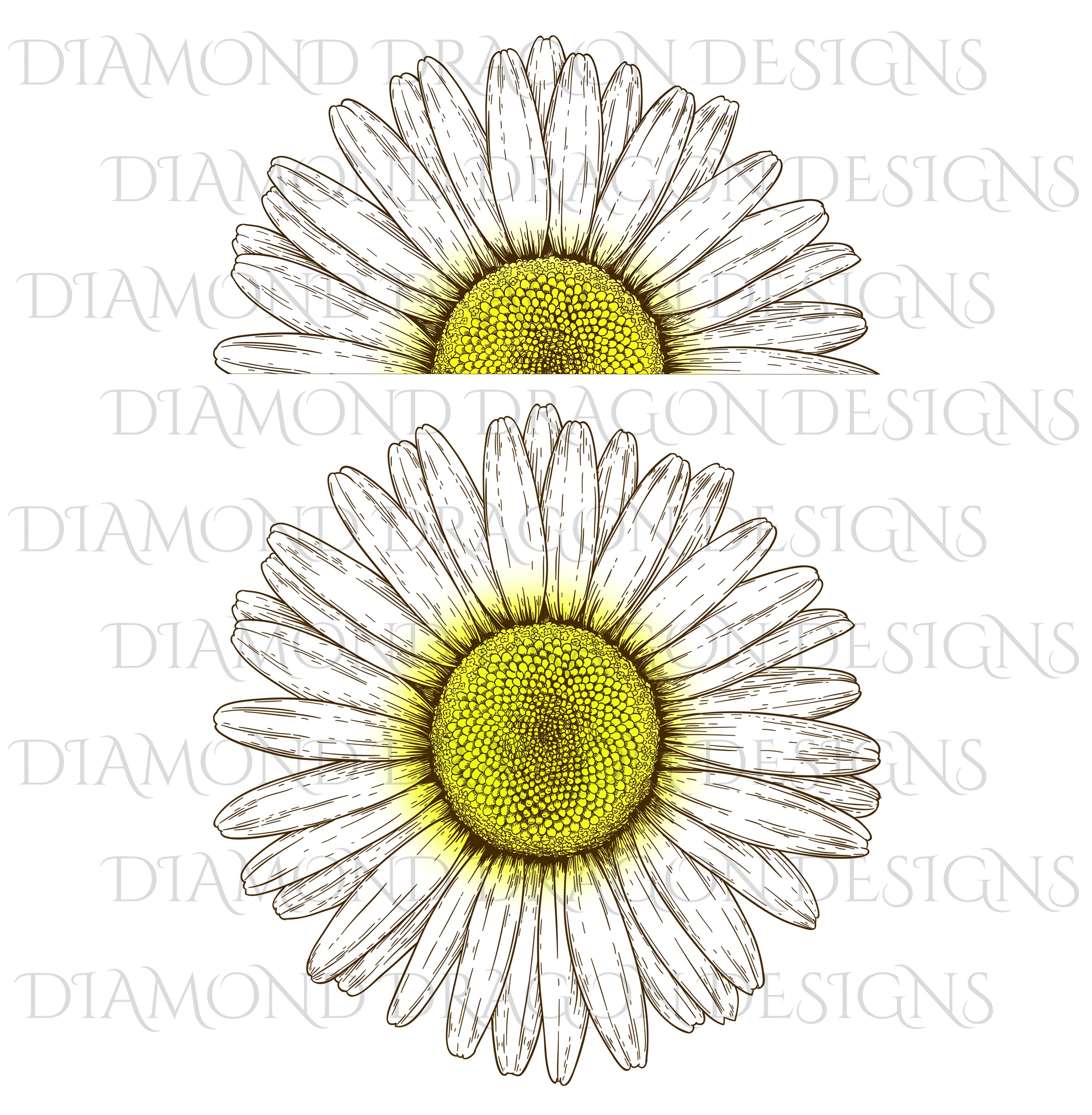 Vintage Daisy Illustration