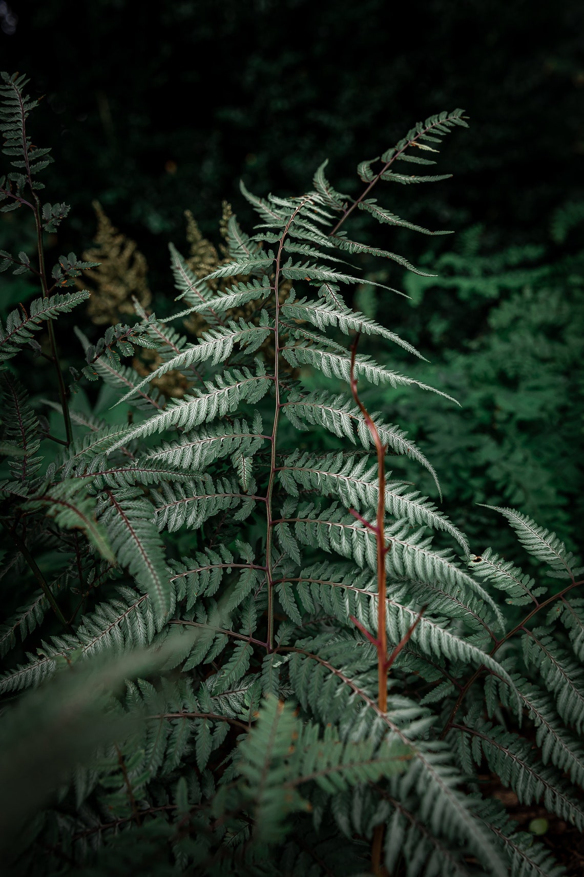 Fern Botanical Wall Art Printable Download High Quality JPEG Included ...
