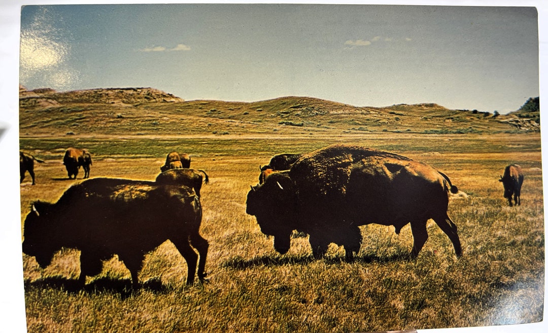 American Bison Theodore Roosevelt National Memorial Park Color - Etsy
