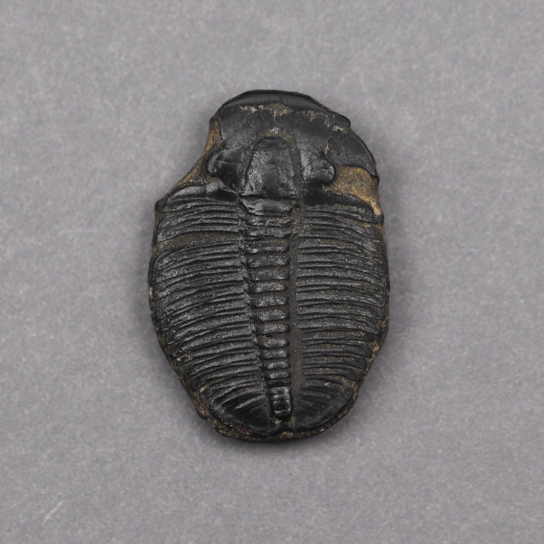 Trilobite Fossil From Utah, Approx. 15/16 Inch, Suitable for Craft ...