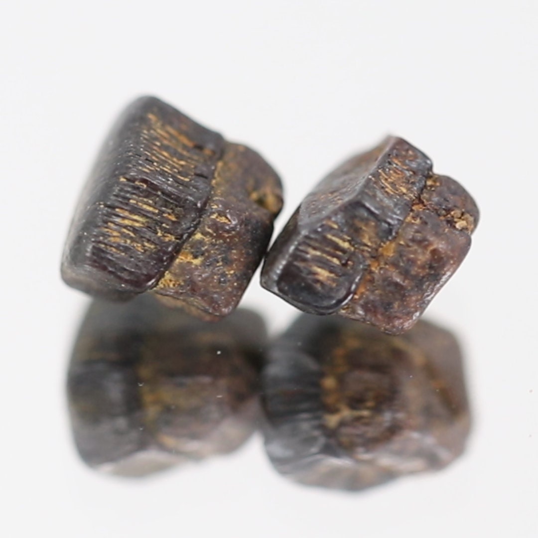 Parcel of 2 Genuine Fossil Myledaphus Teeth From Hell Creek Formation ...