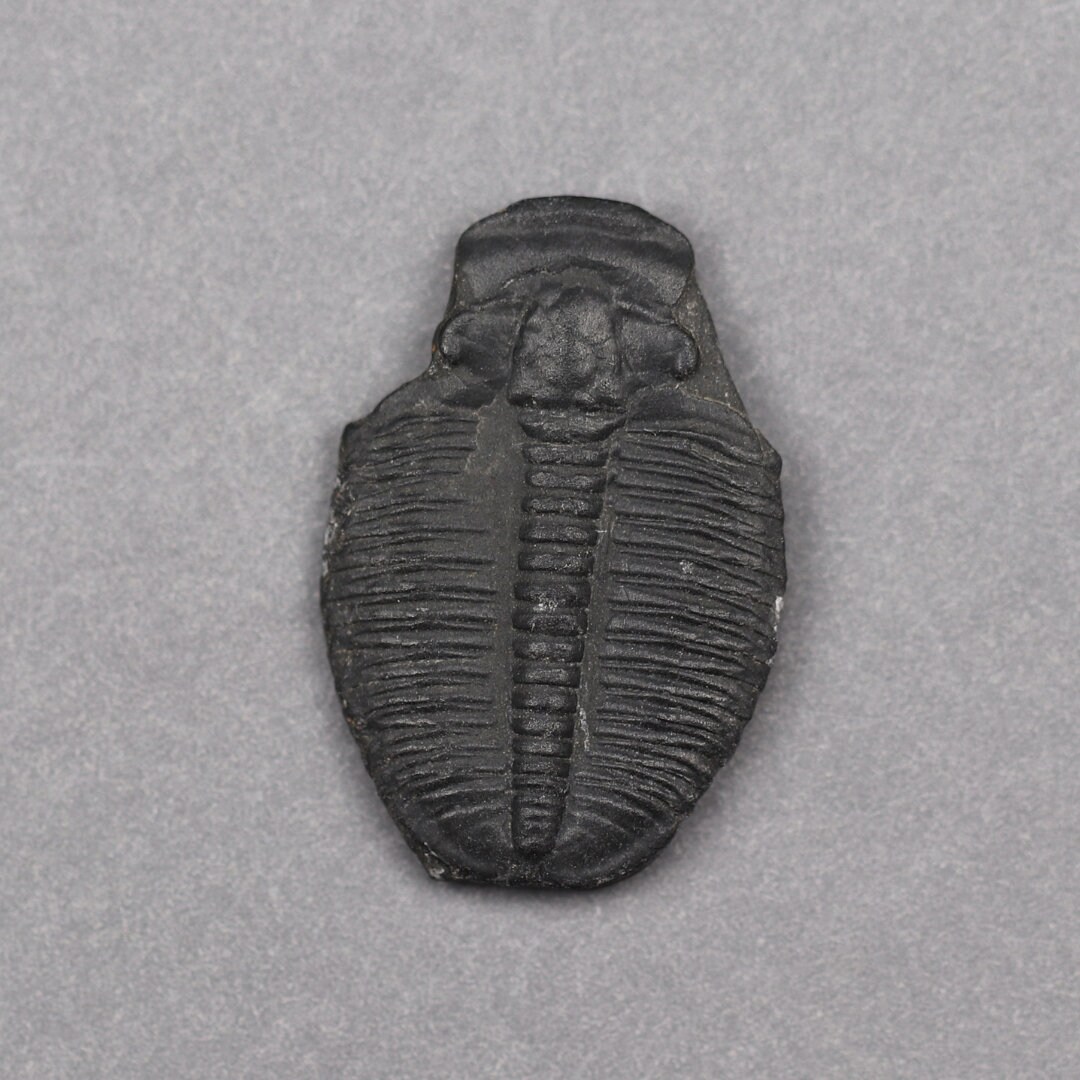 Trilobite Fossil From Utah, Approx. 7/8 Inches, Suitable for Craft ...