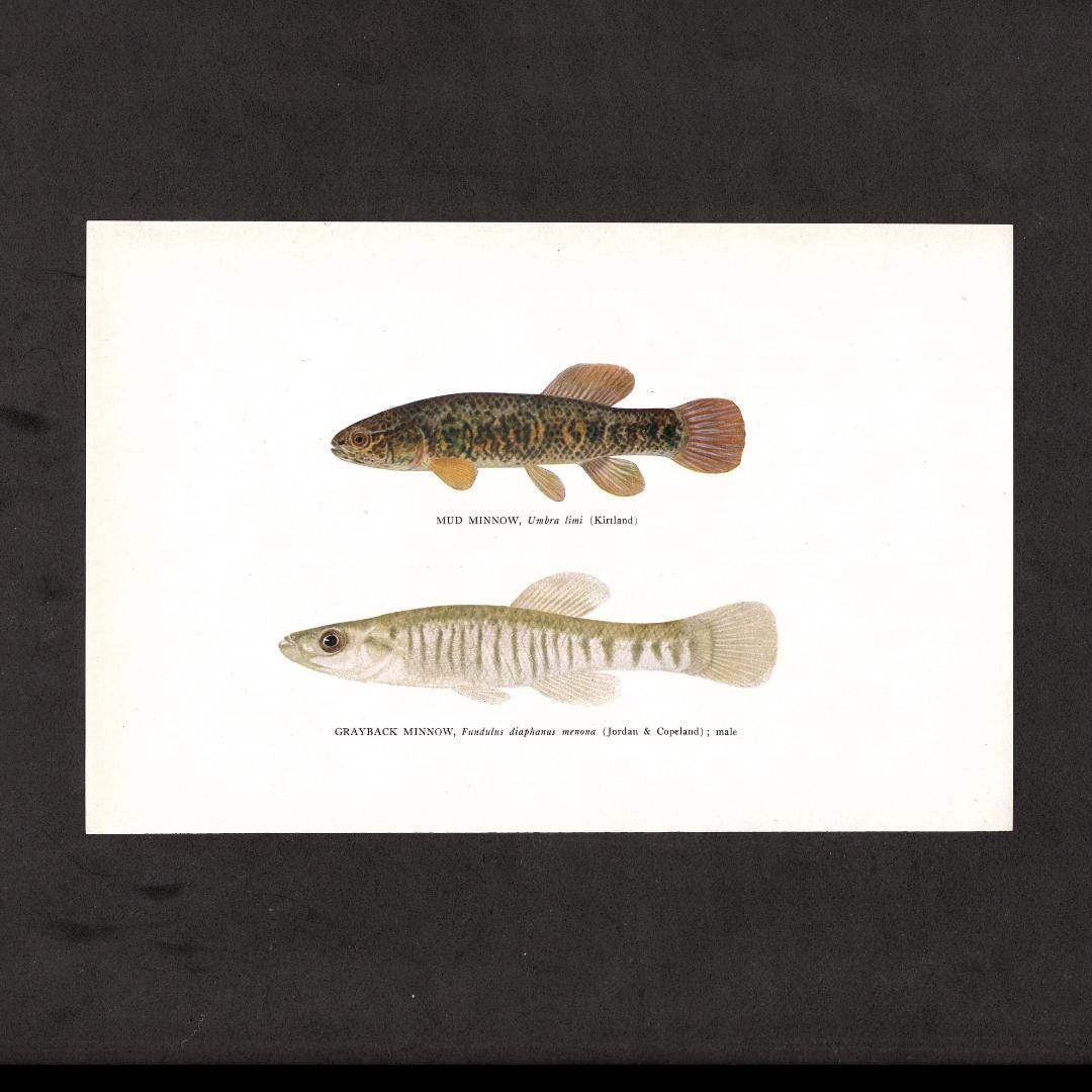 Original Book Print Depicting a Mud Minnow and a Grayback Minnow From ...