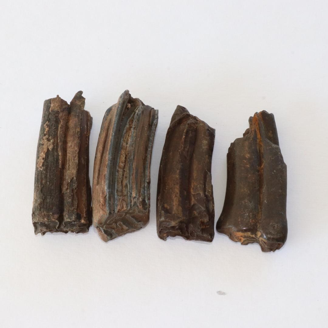 Lot of 4 Pleistocene Fossil Horse Teeth From Florida, Extinct Species ...