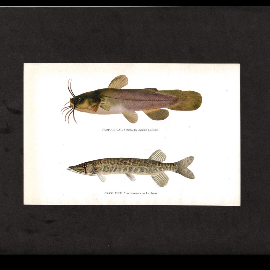 Original Book Print Depicting a Tadpole Cat and a Grass Pike From the ...