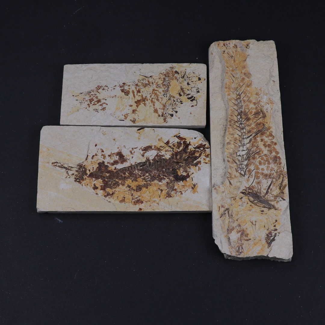 Set of 3 Partial Fish Fossils From the Green River Formation FFPE0096 ...
