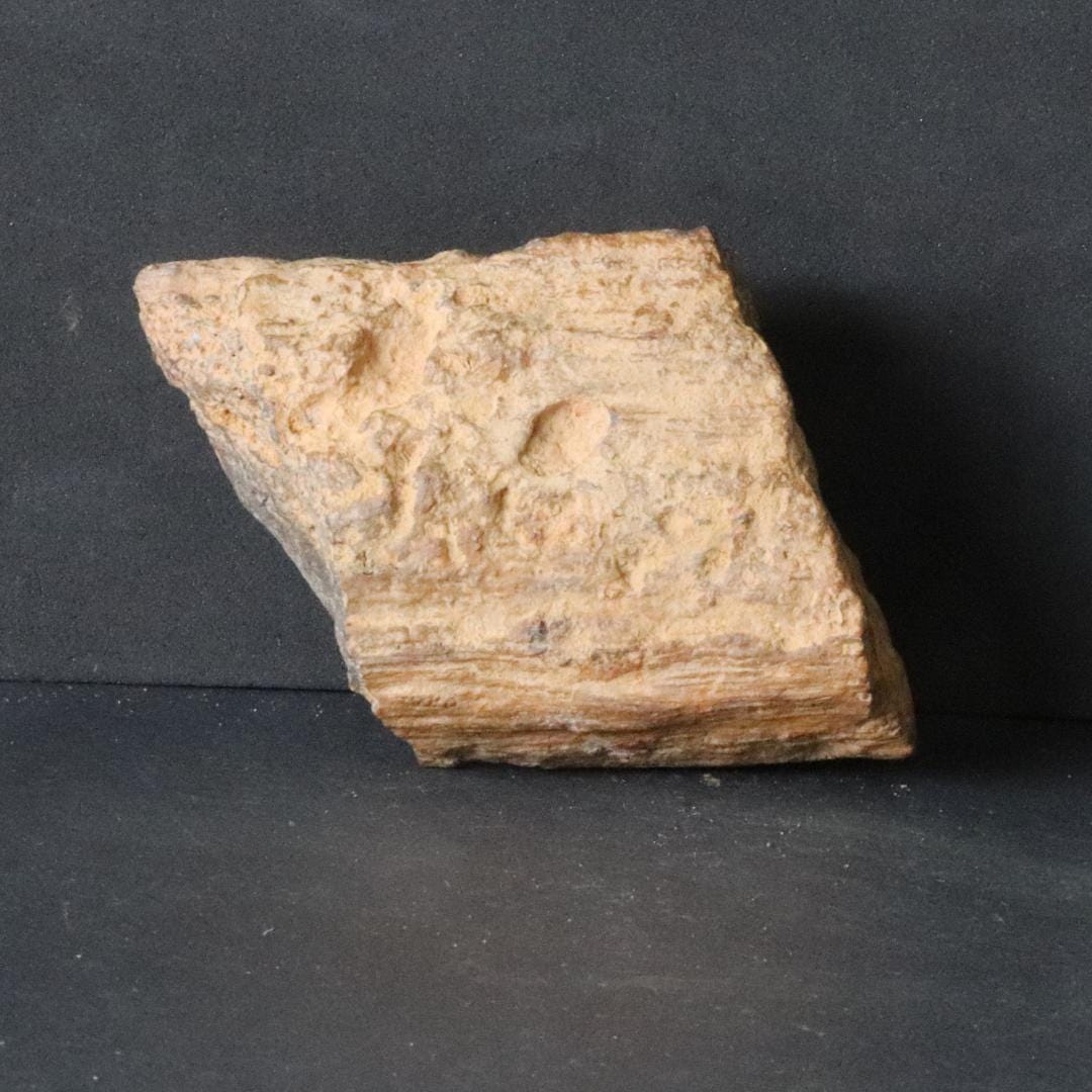 Genuine 300 Million Year Old Calamite Inner Pith Cast Fossil ...