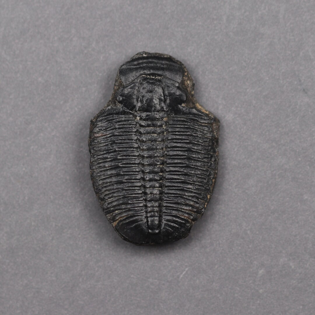 Trilobite Fossil From Utah, Approx. 1 1/16 Inch, Craft and Jewelry ...