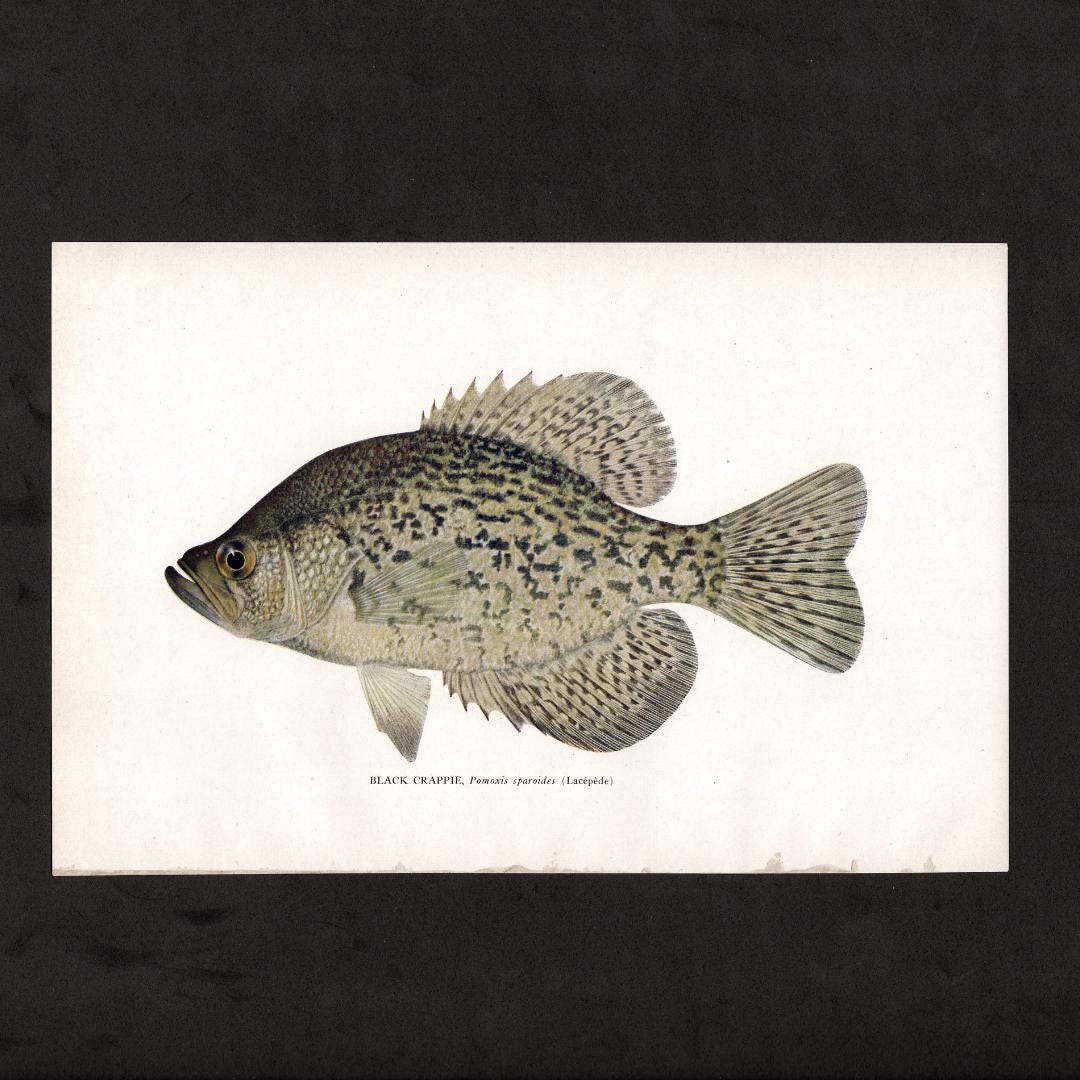 Original 1908 Print of a Black Crappie First Published in the Book the ...