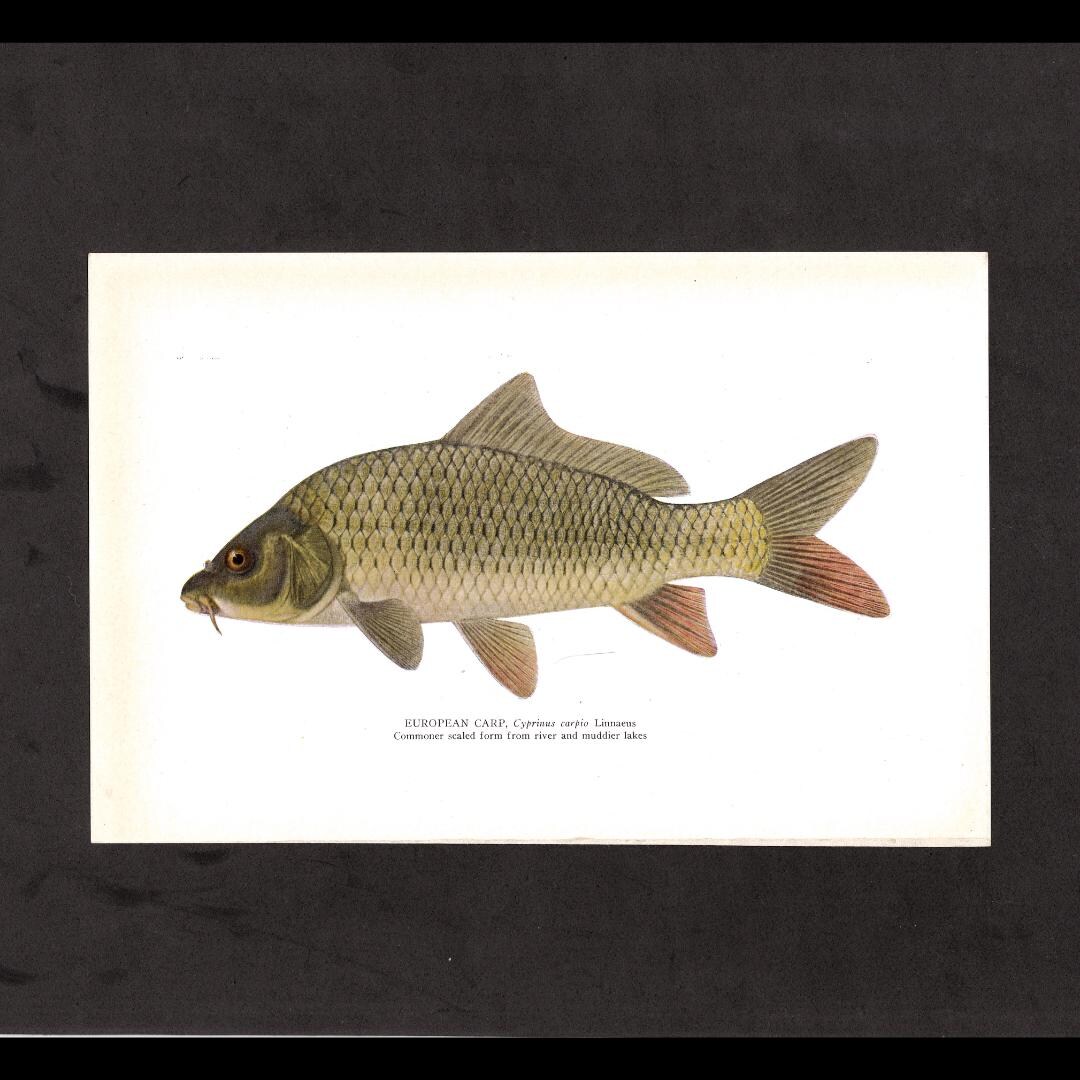 Original Book Print Depicting the Commoner Scaled Form of the European ...