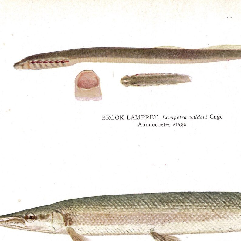 Original 1920 Print of a Brook Lamprey and a Short-nosed Gar Published ...