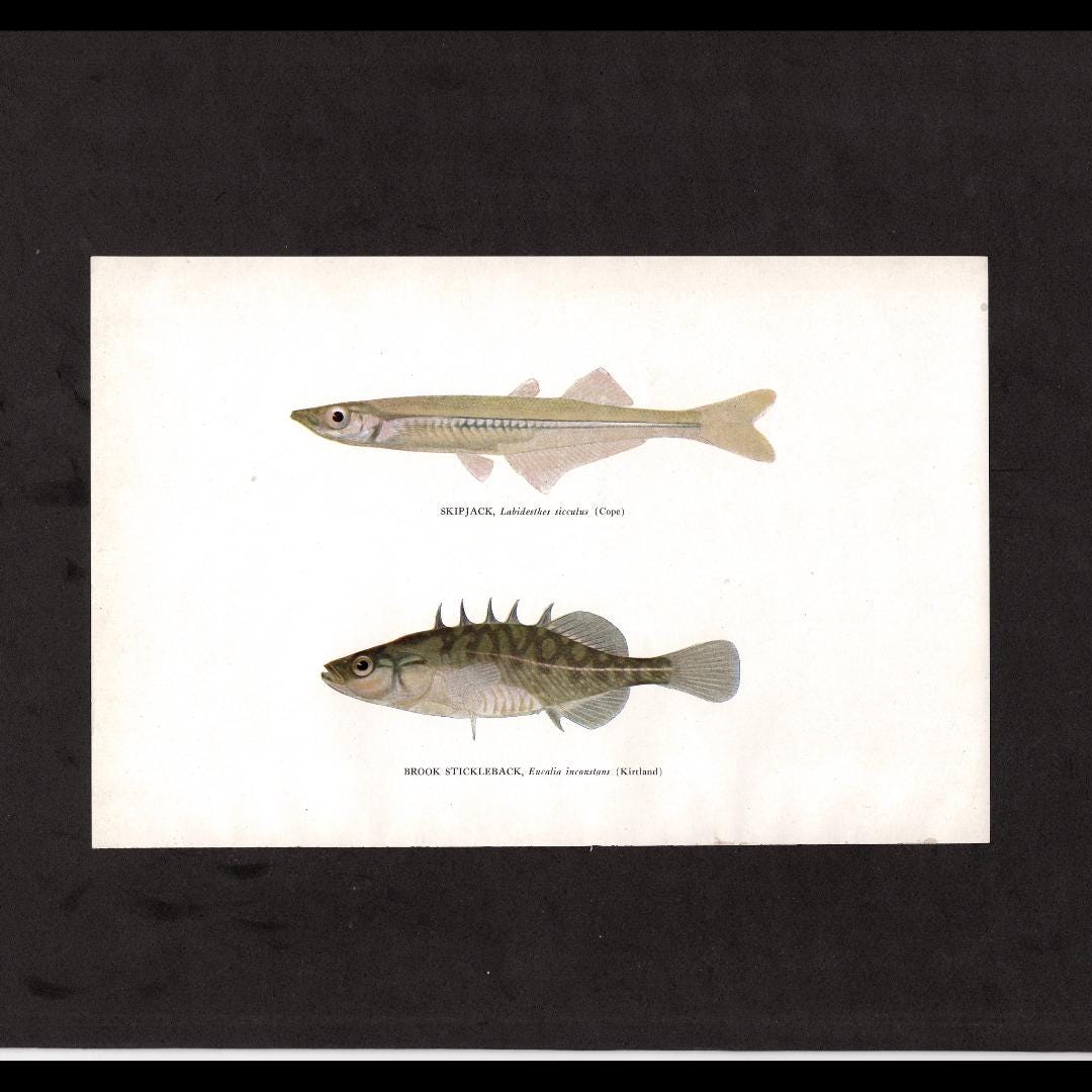 Original Book Print Depicting a Skipjack (brook Silverside) and a Brook ...
