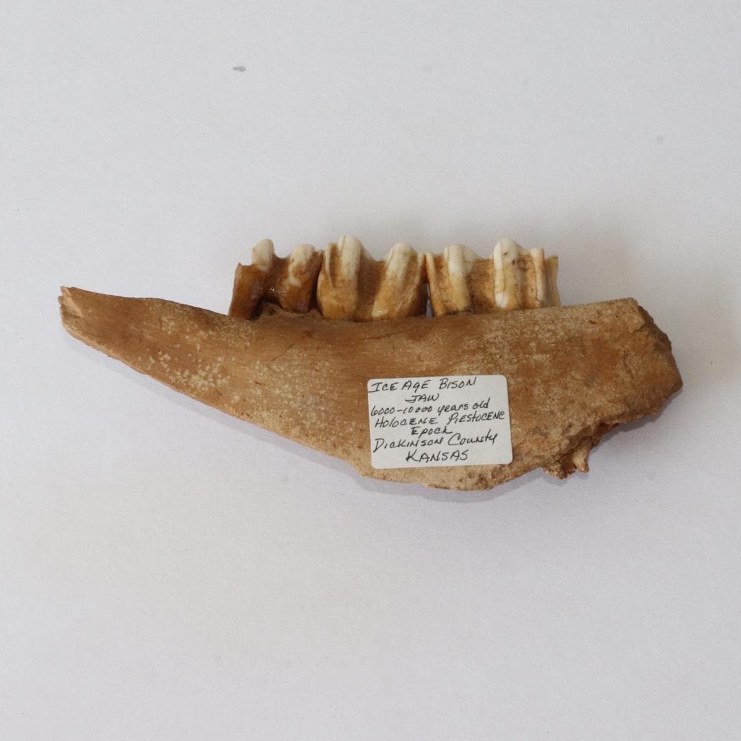 Genuine Ice Age Partial Bison Jaw Fossil From Kansas, Approx. 6,000 to ...