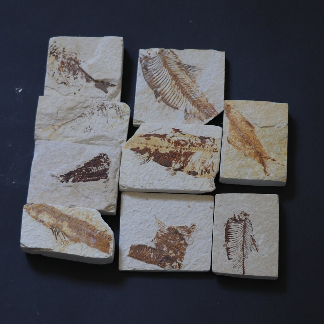 Set of 9 Partial Fish Fossils From Green River Formation Eocene ...