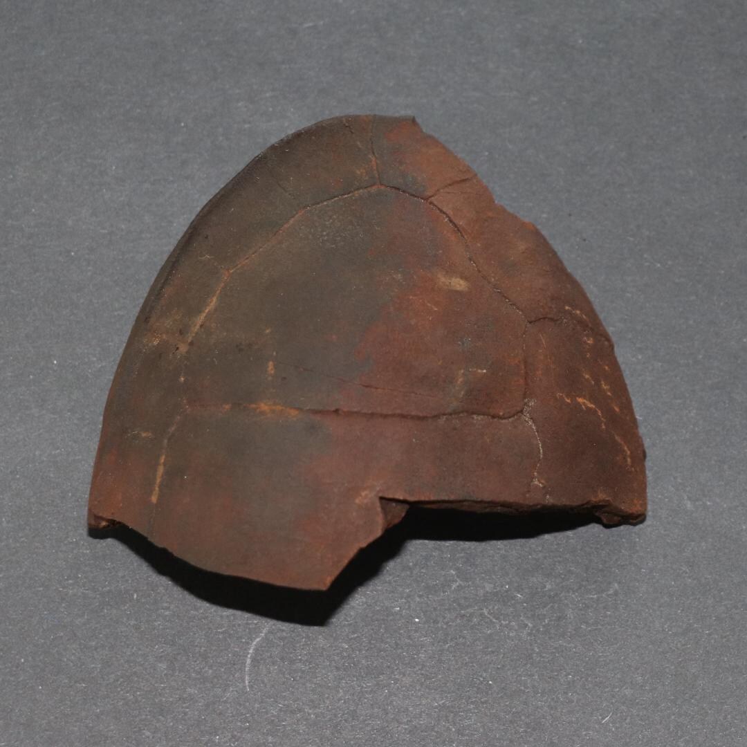 Pleistocene Partial Box Turtle Carapace Fossil From Florida - Etsy