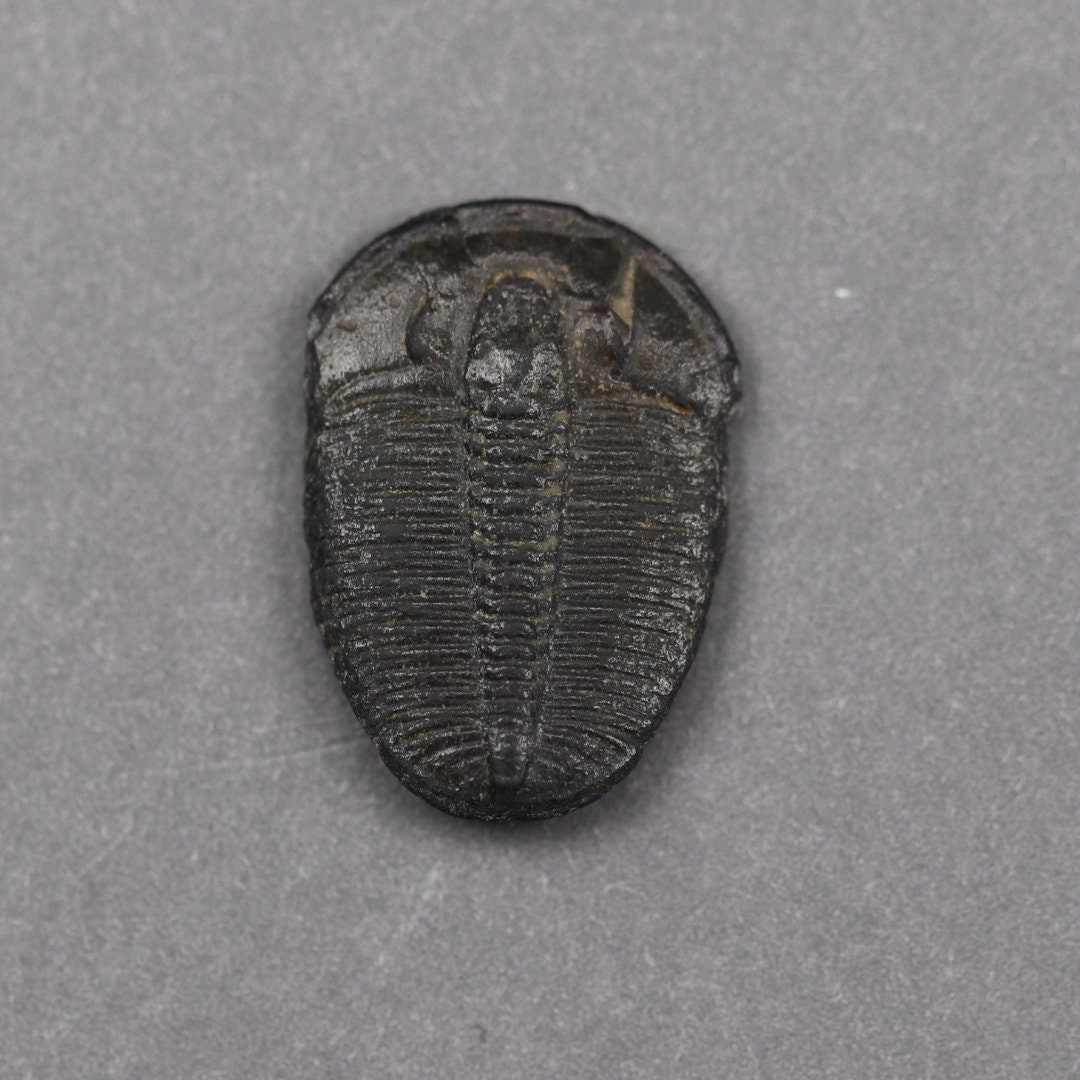 Small Trilobite Fossil From Utah, Approx. 0.70 Inches, Jewelry Grade - Etsy