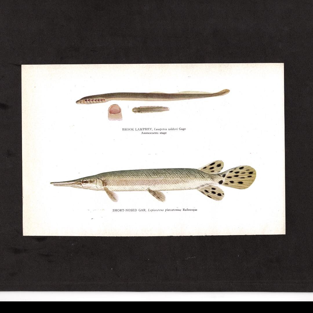 Original 1920 Print of a Brook Lamprey and a Short-nosed Gar Published ...