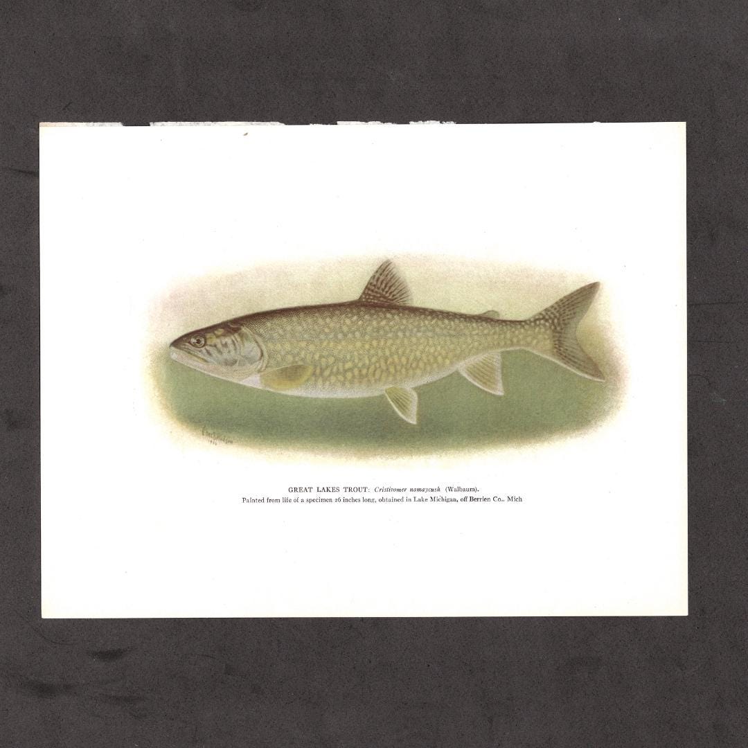 Original Book Print of a Great Lakes Trout by Charles Hudson, From Late ...