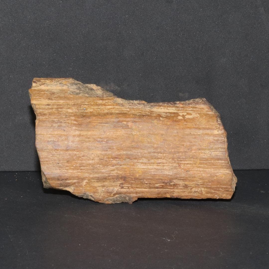 Genuine 300 Million Year Old Calamite Fossil Partial Section ...