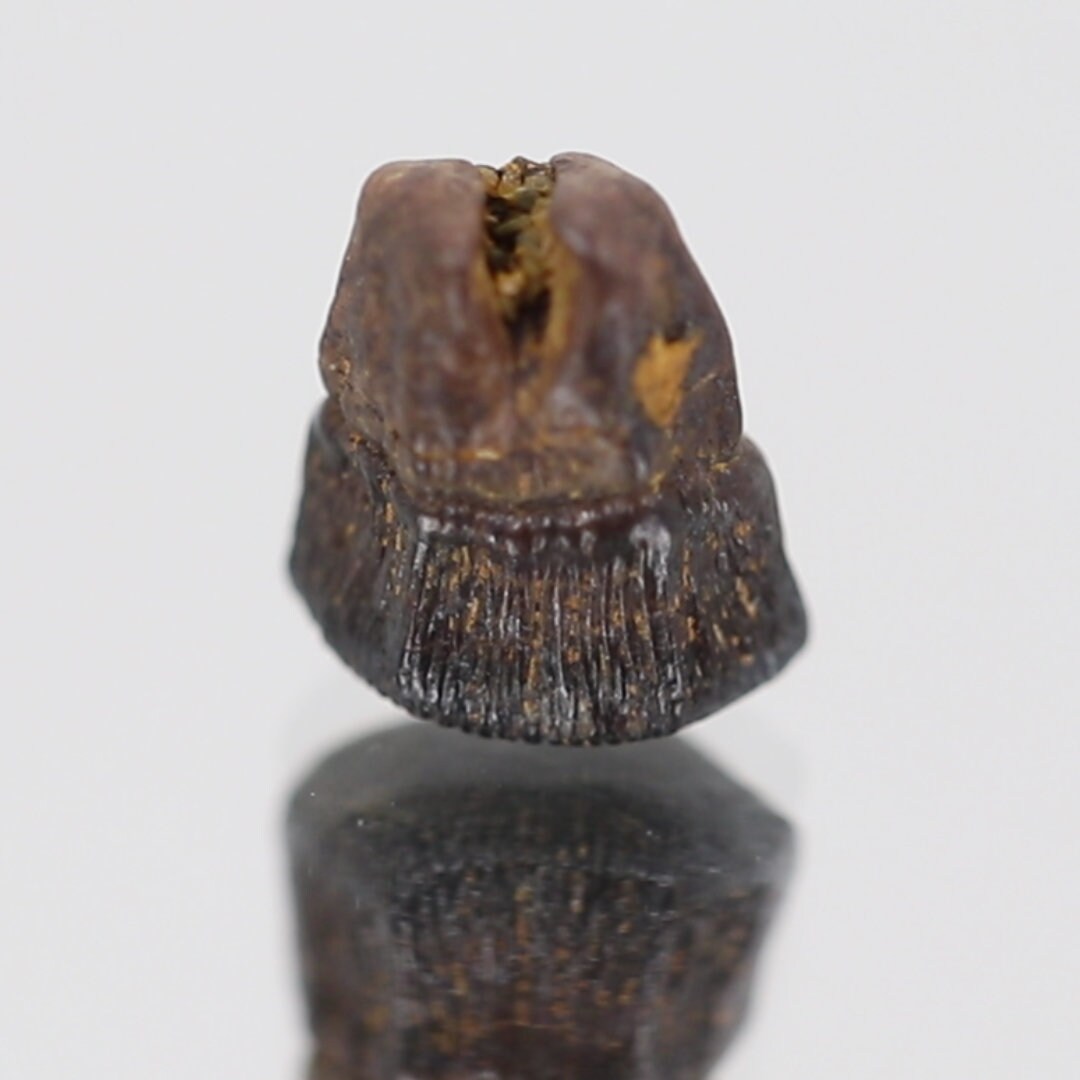 Genuine Fossil Myledaphus Tooth From Hell Creek Formation Approx. 8.30 ...